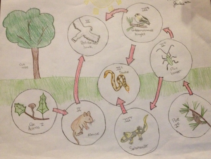 How To Draw a Food Web - DIY