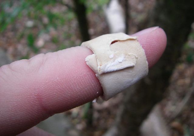 How To Experiment with Fungi - DIY