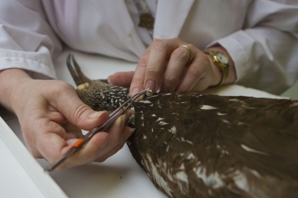 Talk to a bird expert. Activities for Kids.