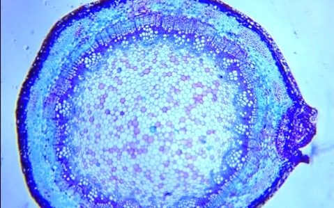 How To Make a Microscope - DIY