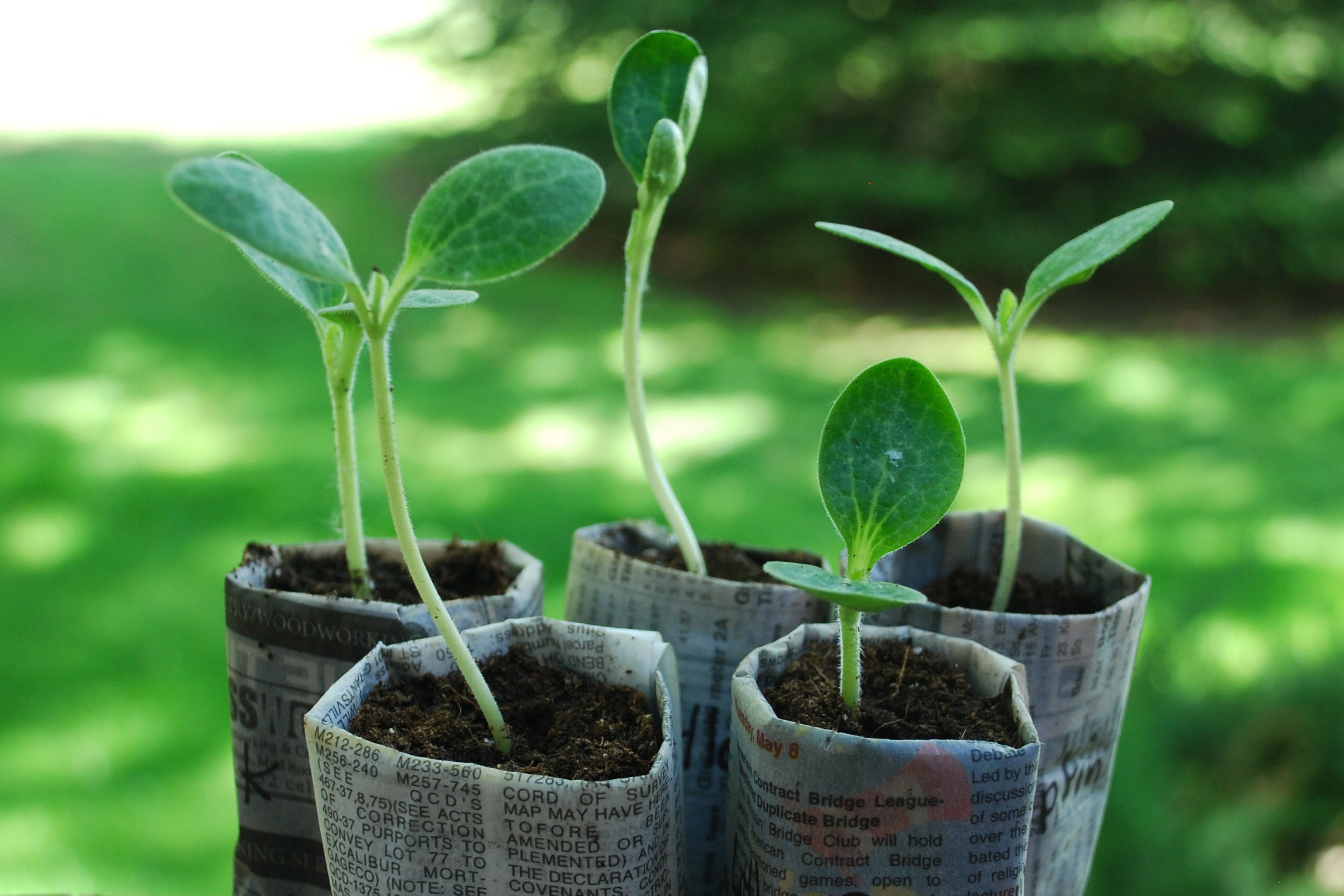 How To Plant a Seedling in Your Garden - DIY